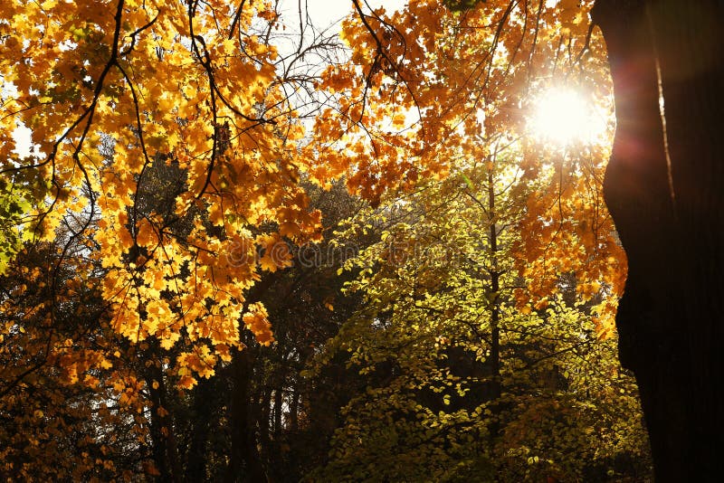 View of Bright Sunlight through Autumn Trees Stock Photo - Image of ...