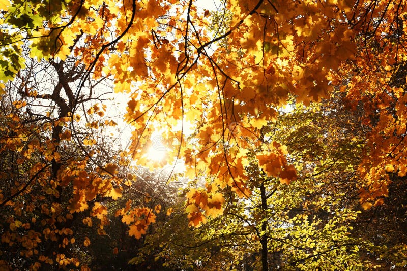 View of Bright Sunlight through Autumn Trees Stock Photo - Image of ...