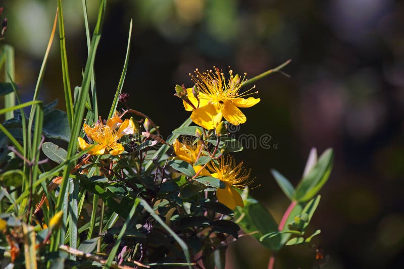 BRIGHT YELLOW HYPERICUM FLOWER Stock Photo - Image of close, nature ...