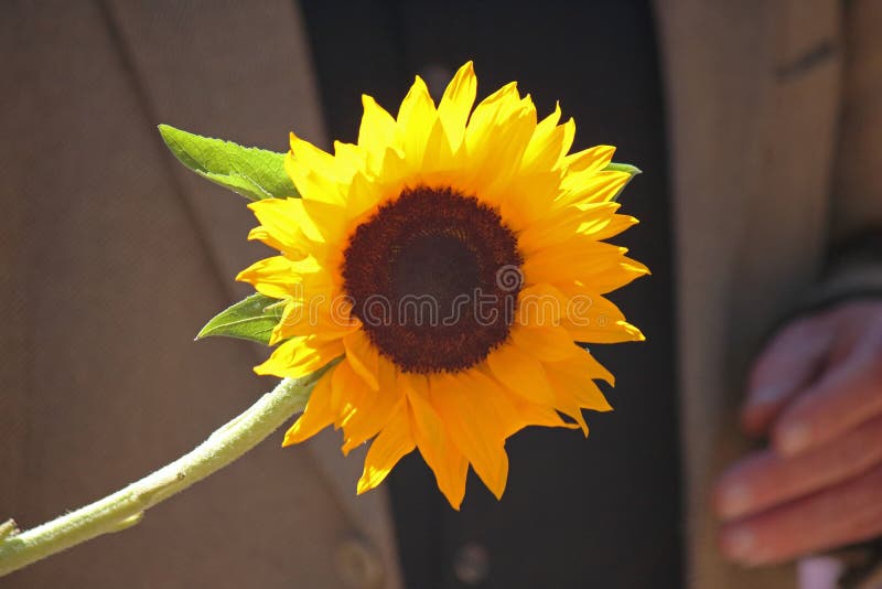 View of Single Yellow Sunflower Stock Photo - Image of bloom, round ...