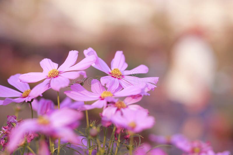 The View of the Brightly Colored Flowers Stock Image - Image of green ...
