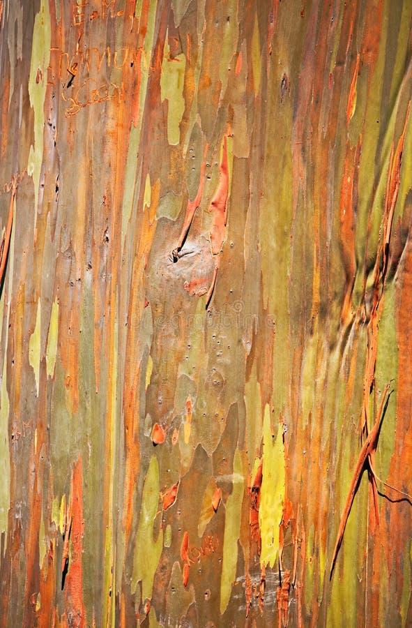 VIEW of BRIGHTLY COLOURED LINES on the BARK and TRUNK of a TREE Stock ...