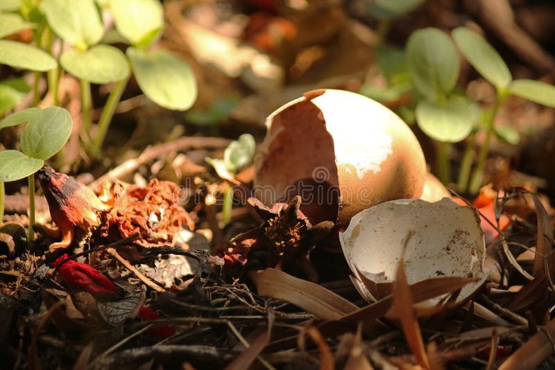 EGGSHELLS on a COMPOST HEAP Stock Photo - Image of material, fresh ...