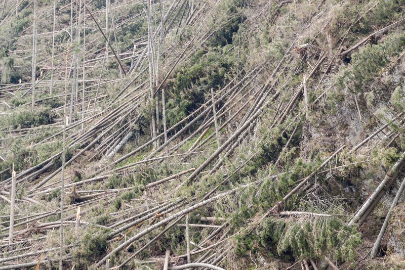 Forest after Disaster - Poland. Stock Photo - Image of nature, trees ...