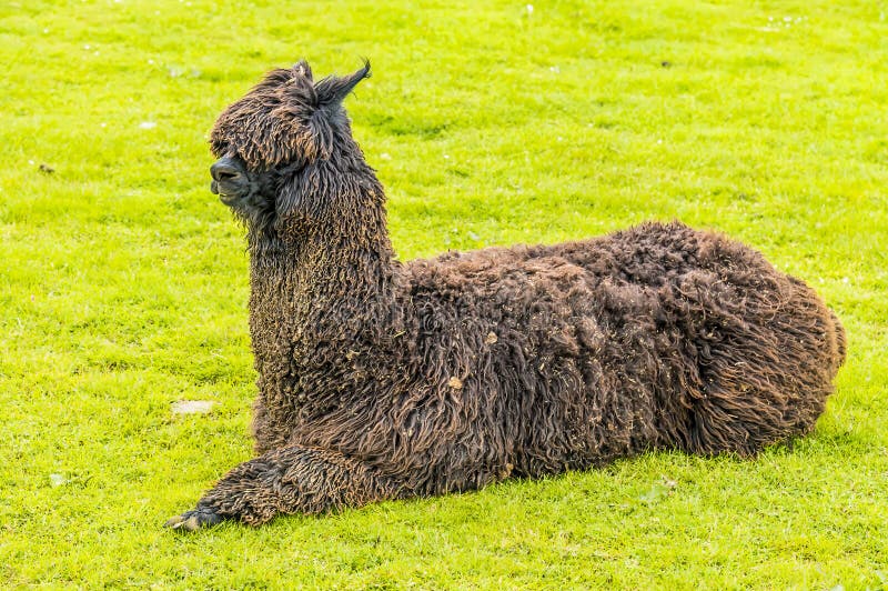 A View of a Brown Alpaca Lying Down in a Paddock Near Melton Mowbray ...