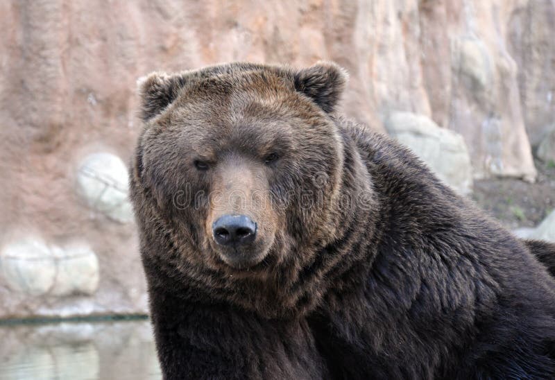 View of the brown bear stock image. Image of danger, live - 36117775