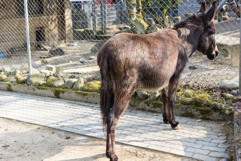 Donkey outside enclosure stock image. Image of livestock - 122782173