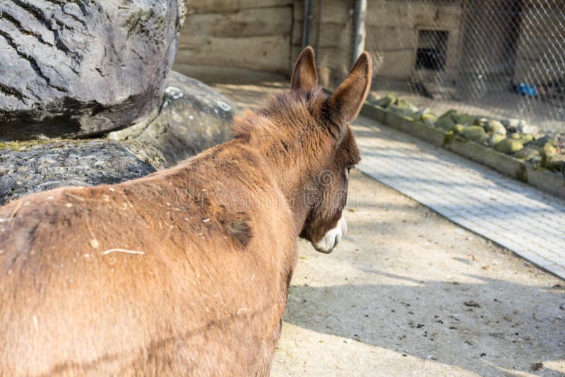 Donkey outside enclosure stock image. Image of season - 122782175