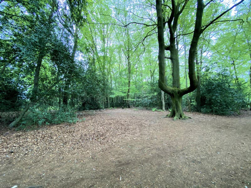 A View of Brown Moss Nature Reserve Stock Photo - Image of natural ...