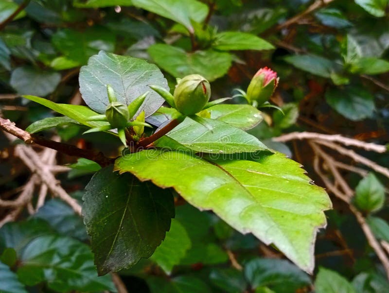 View of Bud, View of Hibiscus Flower Bud, Hibiscus Flower Garden 1 ...
