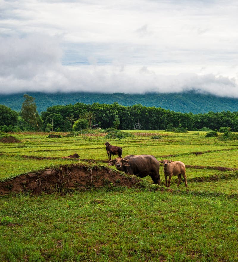 View Buffalo on Green Fields Stock Image - Image of fields, landscape ...