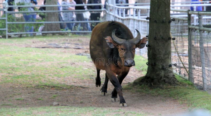 A view of a Buffalo stock image. Image of gibo, nature - 261725827