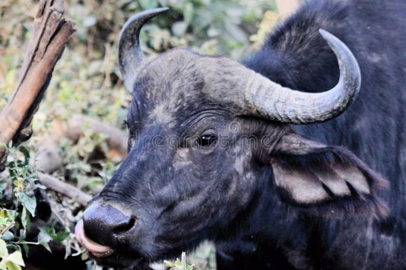 A View of a Buffalo in Kenya Stock Photo - Image of animal, buffalo ...