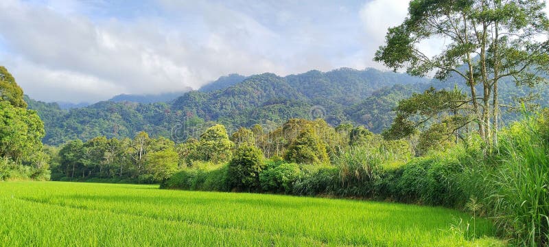 View of the Bukit Barisan Forest and Rice Plants Stock Photo - Image of ...