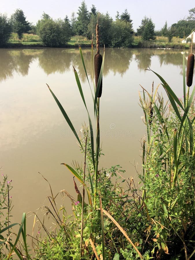 Bull Rush in winter stock image. Image of bullrush, cattail - 166041999