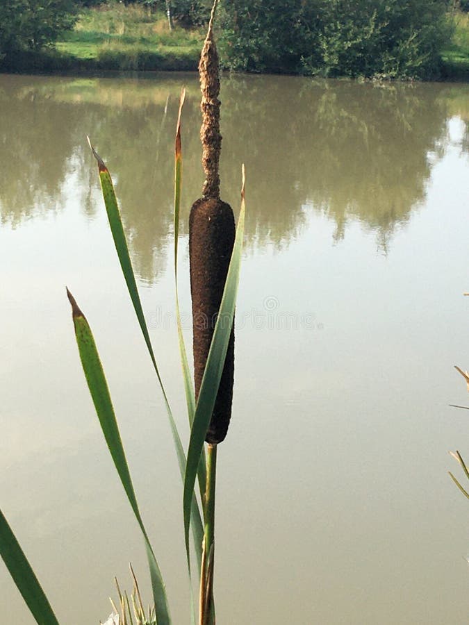 Bull Rush in winter stock image. Image of bullrush, cattail - 166041999