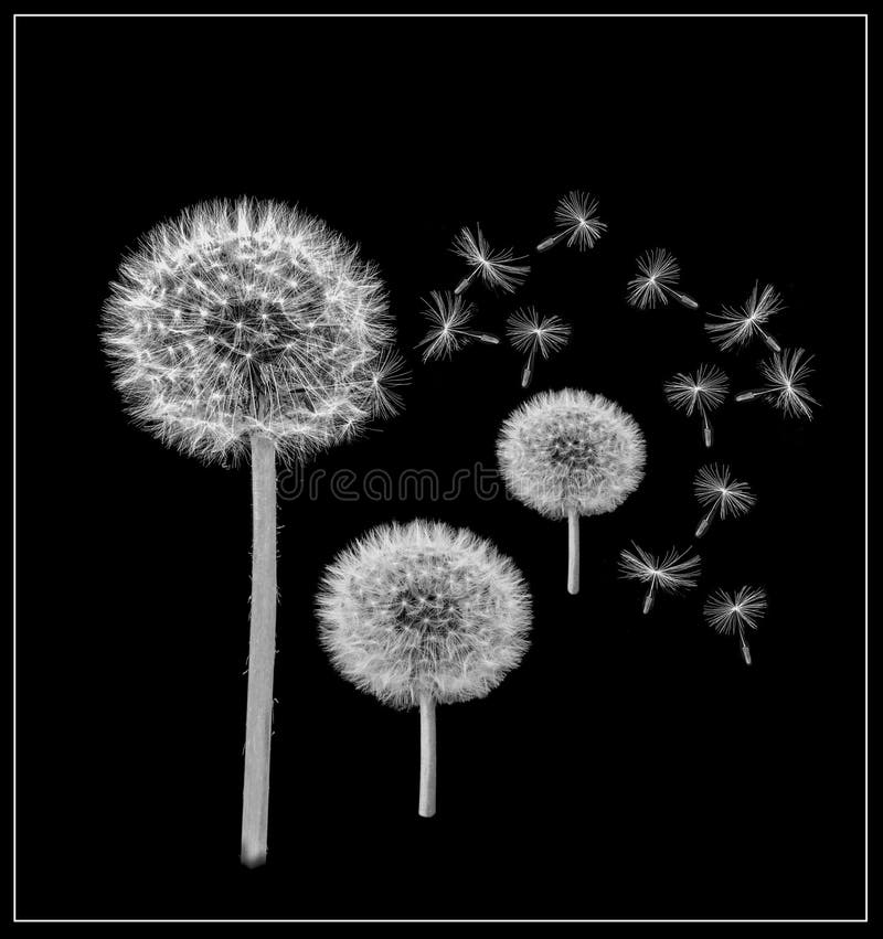 Dandelions Blowing in the Wind Stock Photo - Image of gardening, plant ...