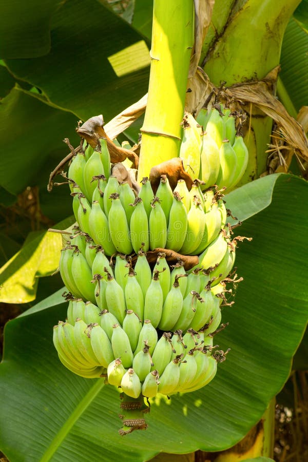 View of Bundle Green Raw Banana Stock Photo - Image of sunlight, fruit ...