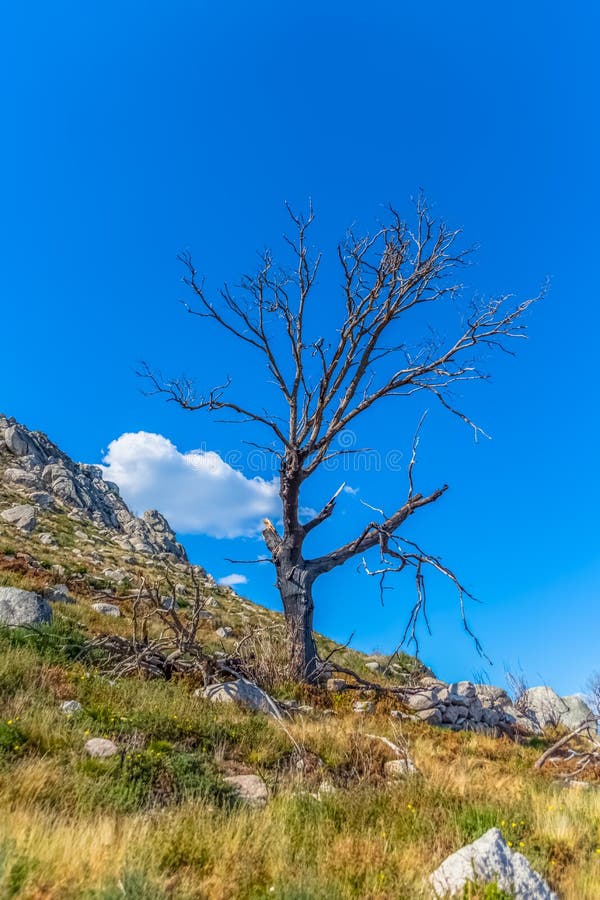 View of Burned Tree and Broken, Result of the Fires, at the Top of ...