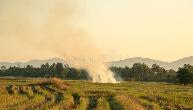 View of Burning after Farming in Rice Fields Stock Photo - Image of ...