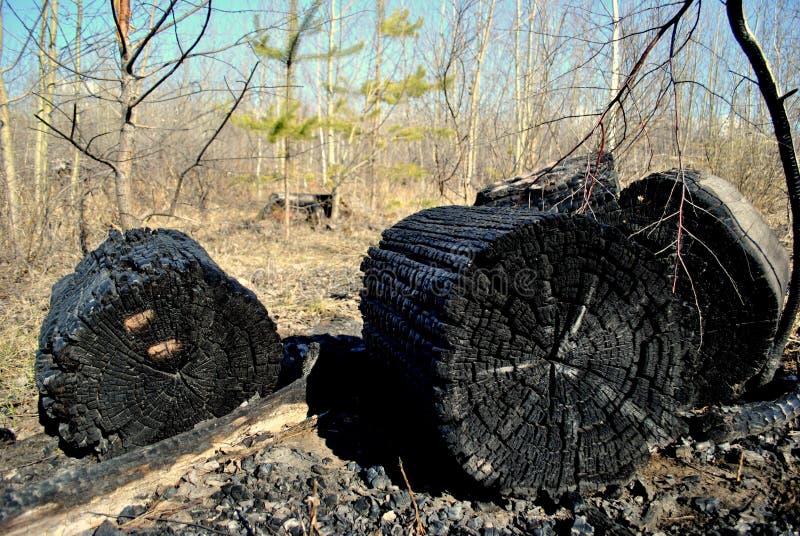 View of Burnt Pine Trees in the Forest on a Sunny Spring Day Stock ...