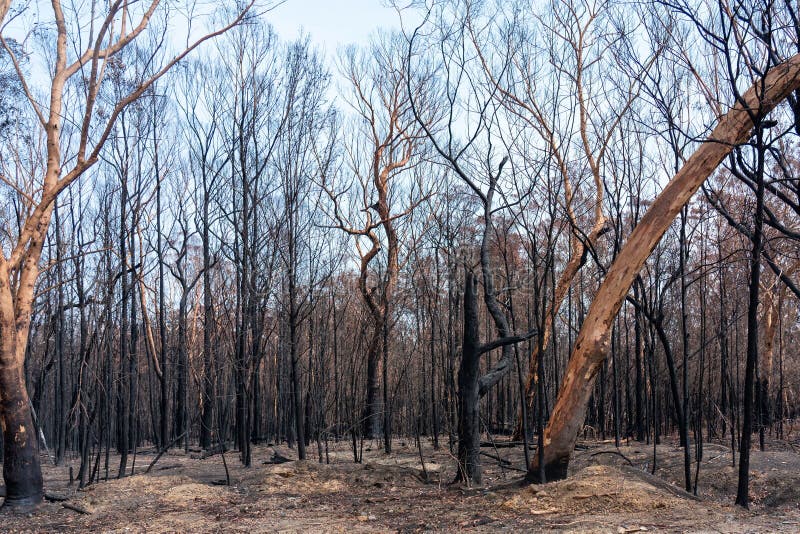 View of Burnt Trees Damaged by the Fire during the Australian Bushfire ...
