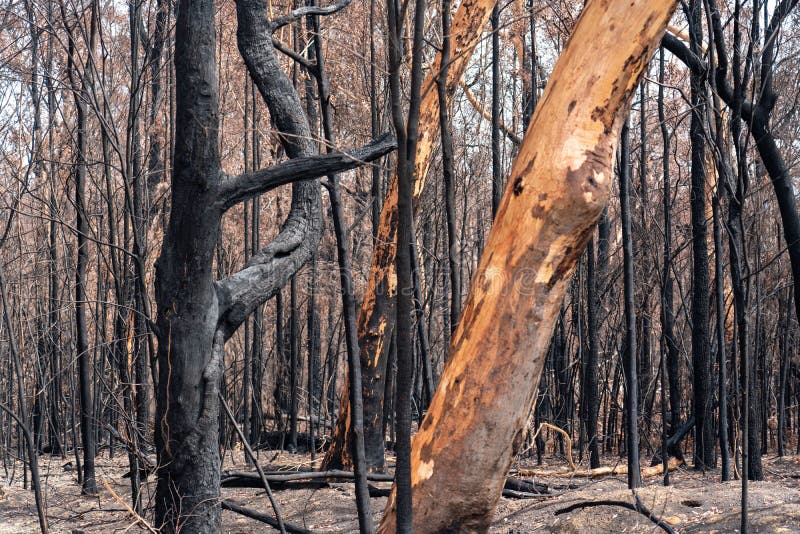 Bushfire damaged trees stock image. Image of bushfire - 78648401