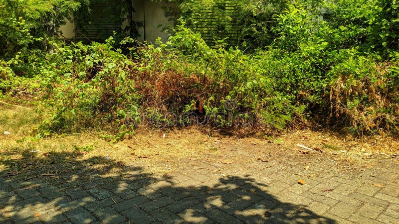 View of Bushed on the Pavement Road an Abandoned Area Stock Image ...