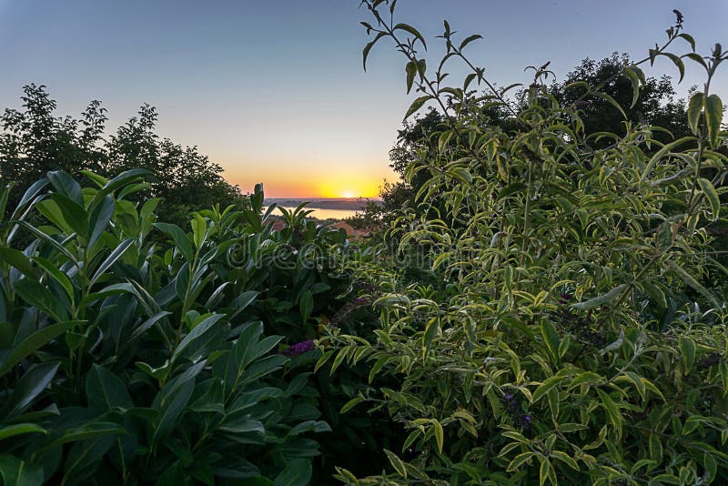 View through the Bushes at Sunset Stock Photo - Image of sunset ...