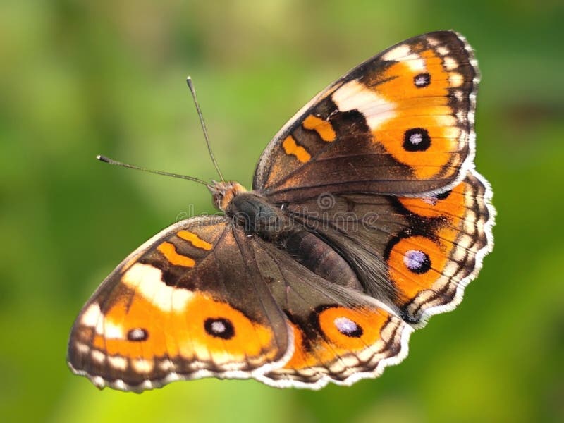 VIEW of BUTTERFLY SPREADING WINGS from HIGH ANGLE Stock Photo - Image ...