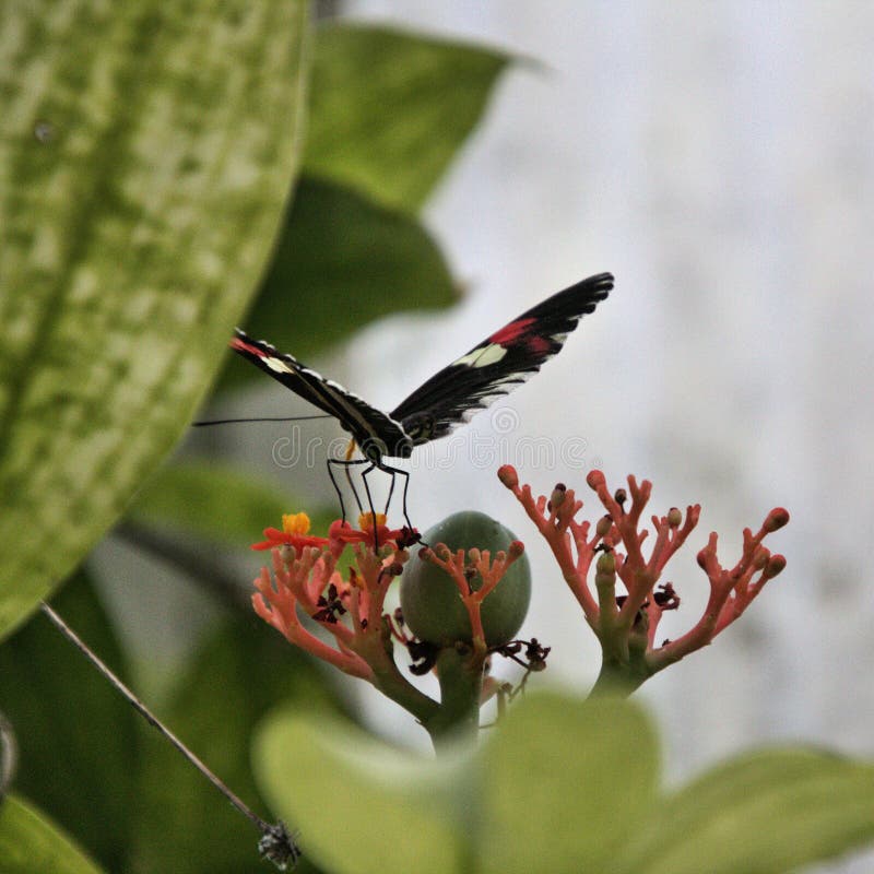 A view of a Butterfly stock image. Image of view, natural - 161140785