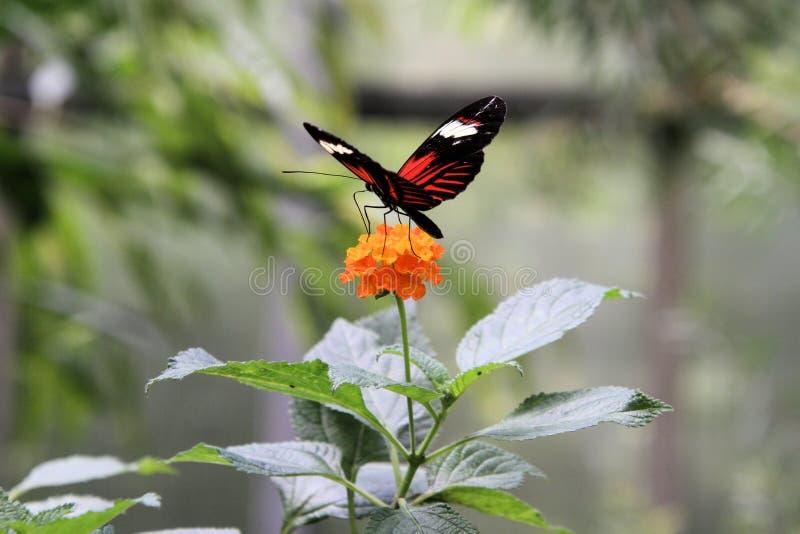 A view of a Butterfly stock photo. Image of insect, butterfly - 240675476