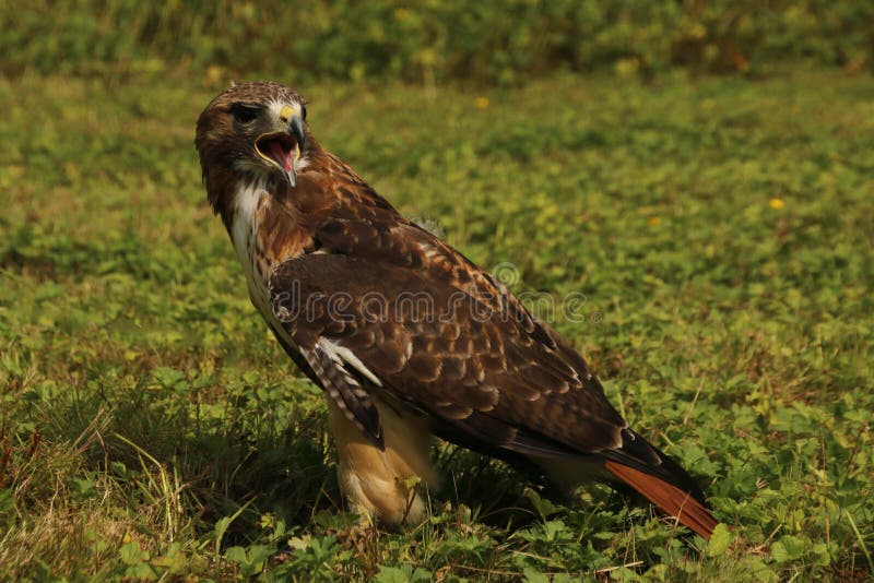 A View of a Buzzard on the Ground Stock Photo - Image of ground, birds ...