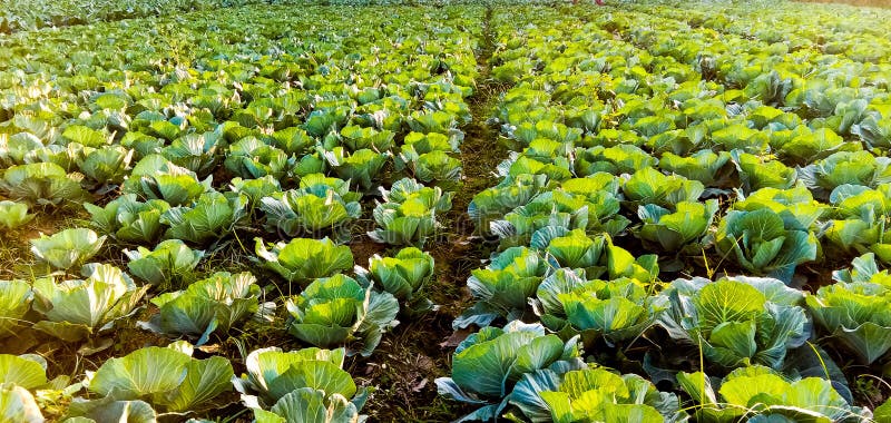 View of a Cabbage in an Agricultural Field Stock Image - Image of farm ...