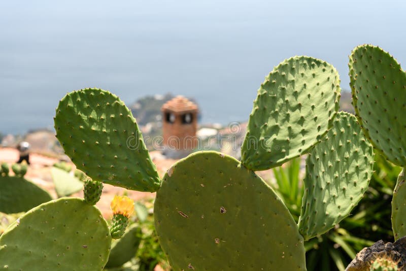 View through a Cactus in the Mediterranean Stock Image - Image of ...