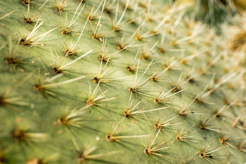 View of cactus spikes stock photo. Image of hagley, cactus - 94116444