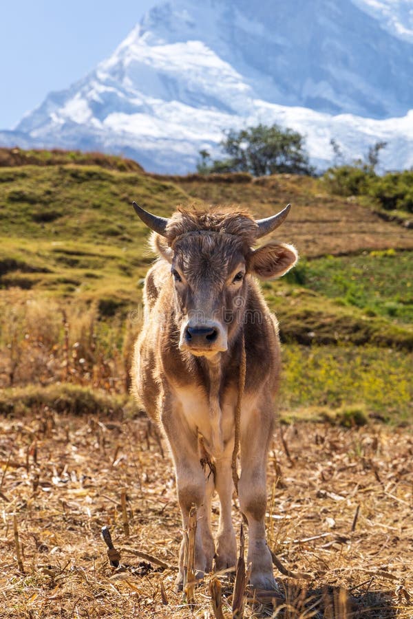 View of a Calf in the Peruvian Andes with the Background of the ...