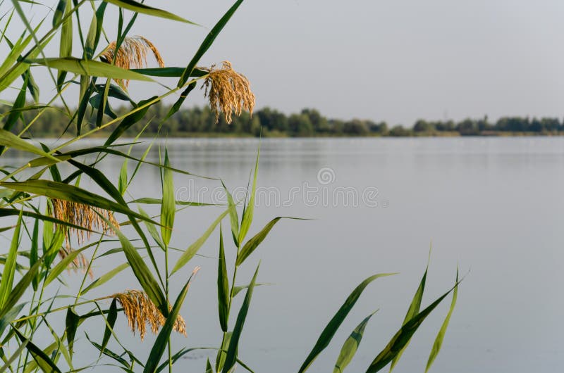 View of the Calm River through the Reed. Reed in Front of the River at ...
