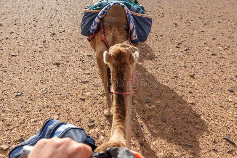 View from camel back stock photo. Image of riding, lifestyle - 233955090