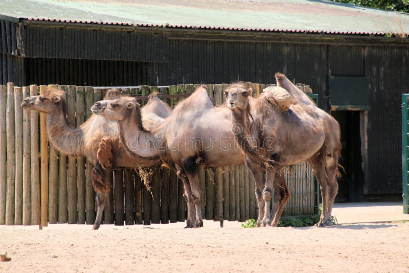 A view of a Camel stock photo. Image of wildlife, view - 261771208
