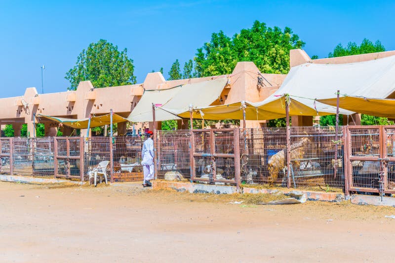 View of a Camel Market in Al Ain, UAE...IMAGE Stock Image - Image of ...