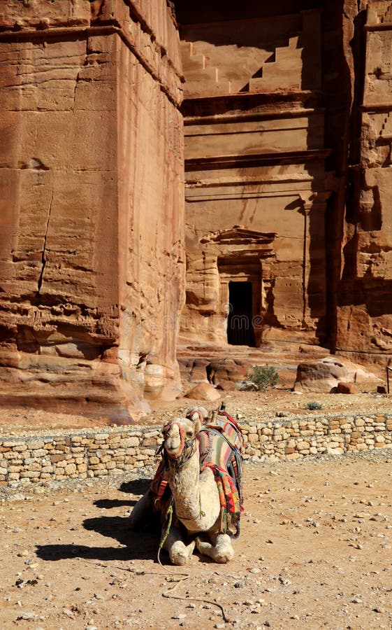 View of Camel at Petra in the Mountains in Jordan Stock Photo - Image ...