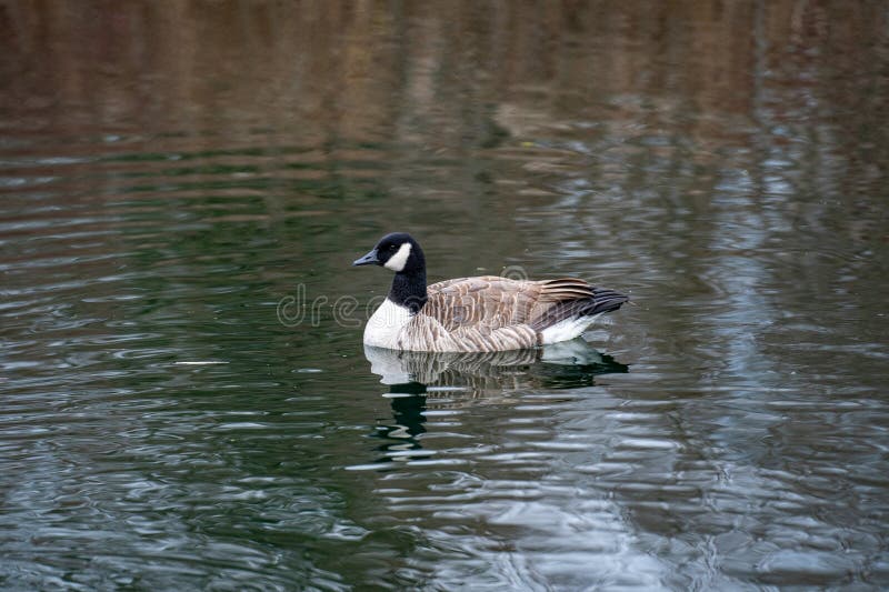 View of Canadian Goose in the Water Stock Photo - Image of tour, safari ...