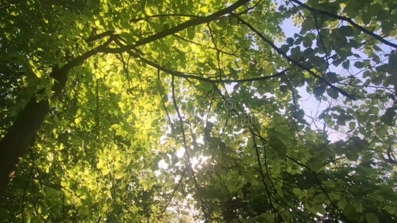 View of the Canopy of Deciduous Trees with Inflorescence. Leafy Trees ...