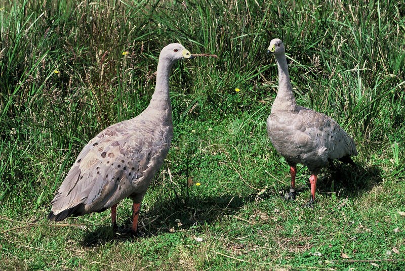 View of Cape Barren Geese in the Wild Stock Photo - Image of habitat ...