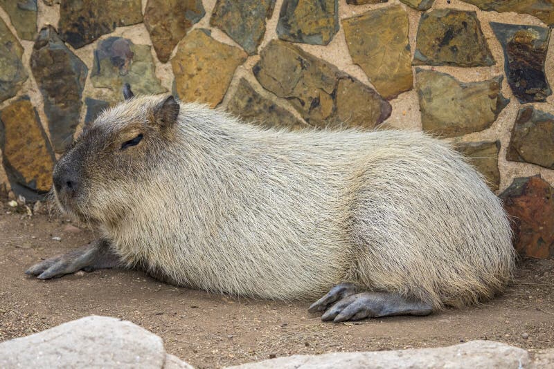 Top view Capybara in water stock image. Image of south - 125750445