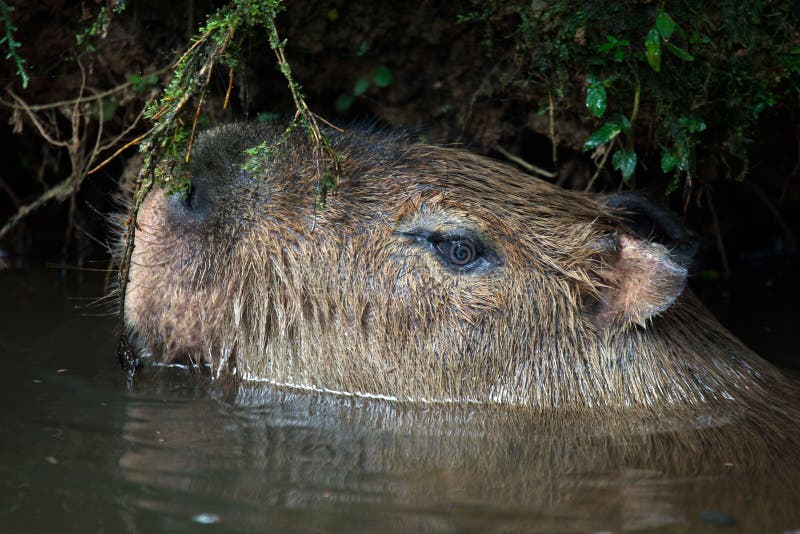 View of a Capybara Swimming in the Water in a Rainforest Stock Photo ...