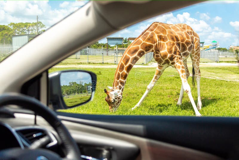View from Car on Giraffe in Drive through Safari Zoo Stock Image ...