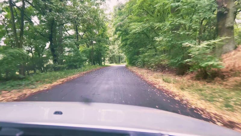 View from the Car Moving Forward on the Asphalt Road between the Trees ...