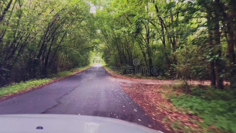View from the Car Moving Forward on the Asphalt Road between the Trees ...
